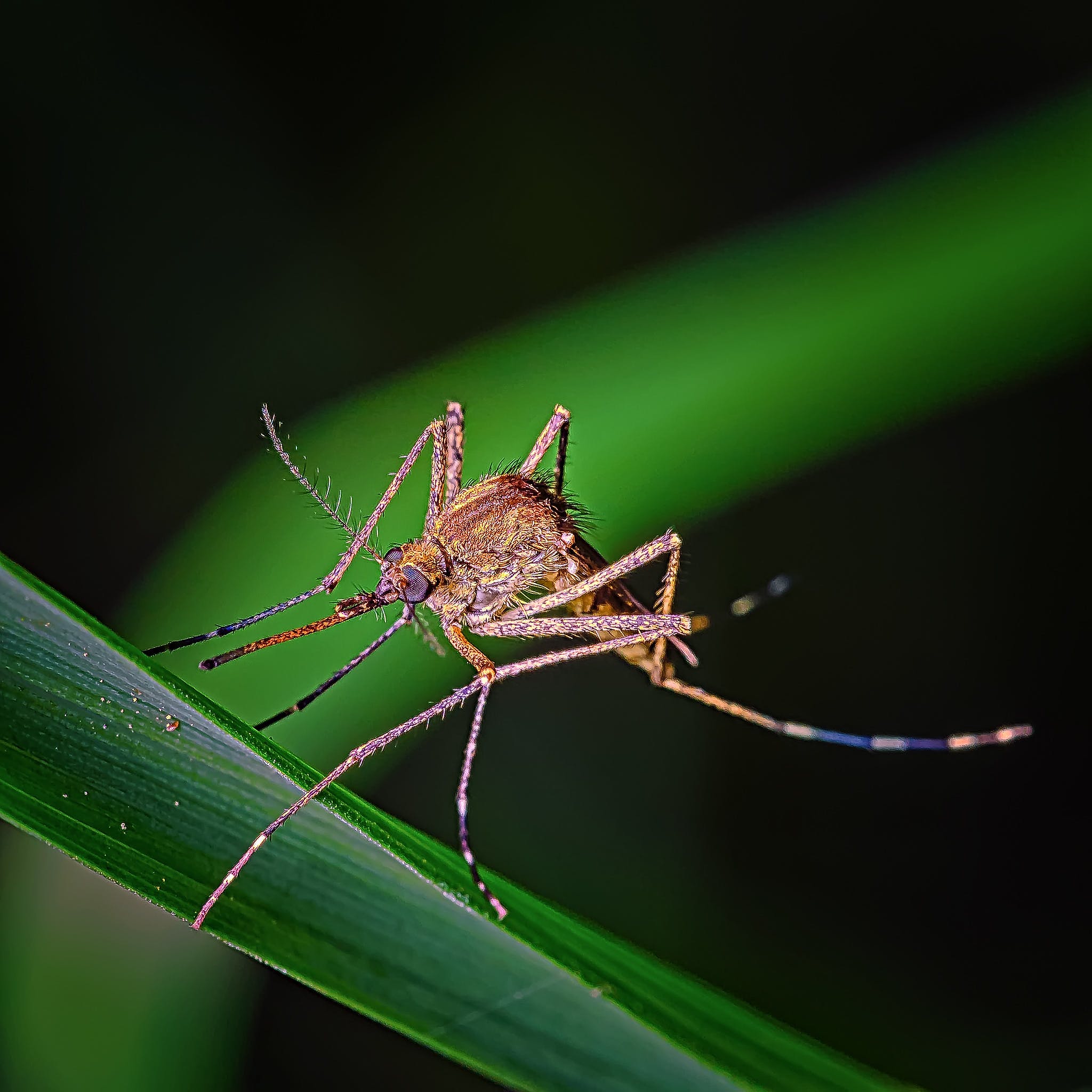 Lee County Mosquito Control District Review - East Lee News