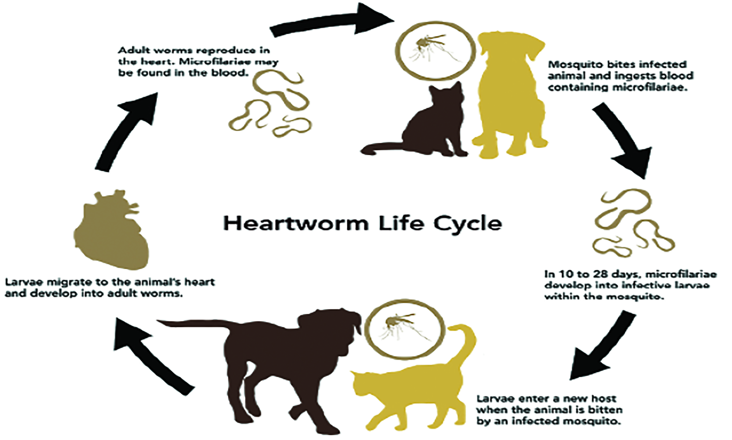 Heart Worms Heartworm Infographics American Heartworm Society