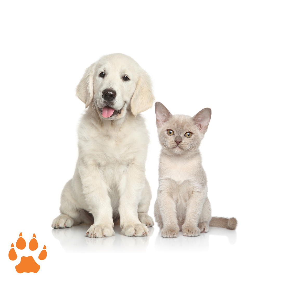 Lee County Domestic Animal Services Hosts Annual Pet Fest - East Lee News