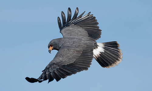 The Everglade Snail Kite: The Ultimate Comeback Kid! - East Lee News
