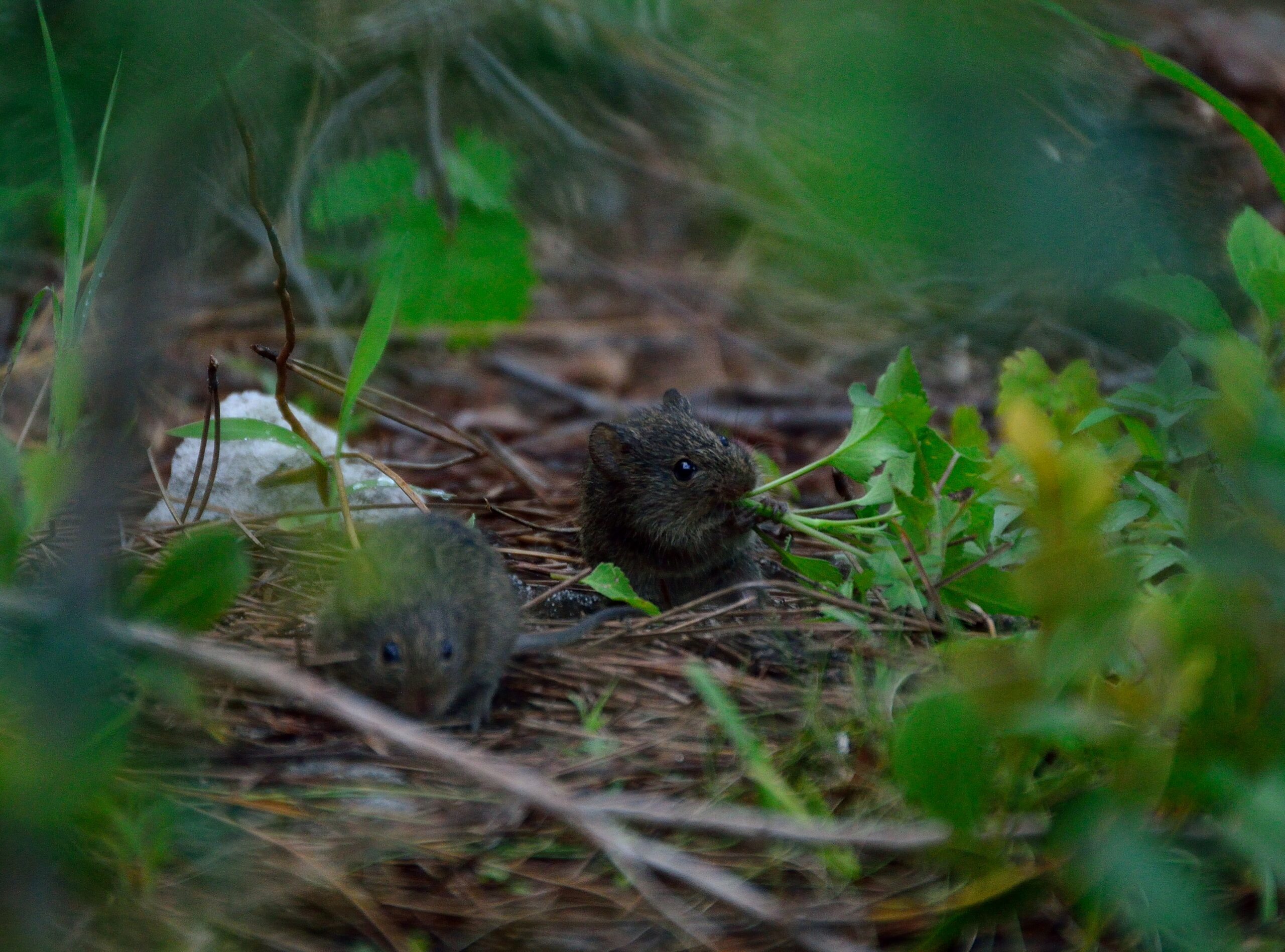 Tails From The Garden: An Unexpected Helper - East Lee News