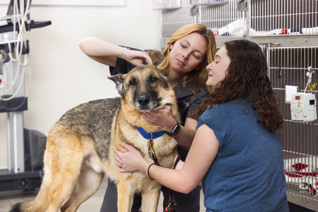 VEG ER for Pets Opens Emergency Vet Hospital in Fort Myers - East Lee News